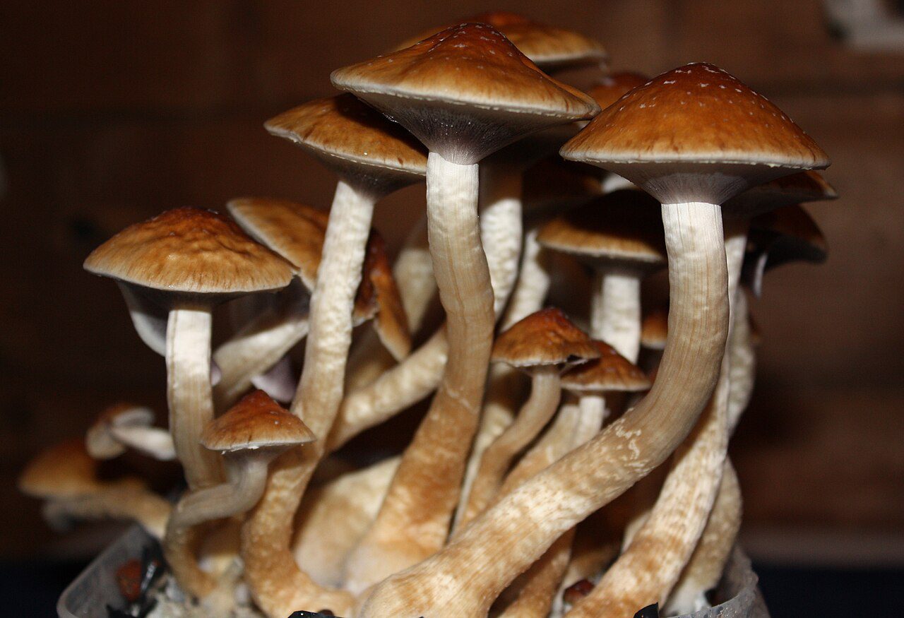 Medical psilocybin bill passes its final committee, but runs low on ...